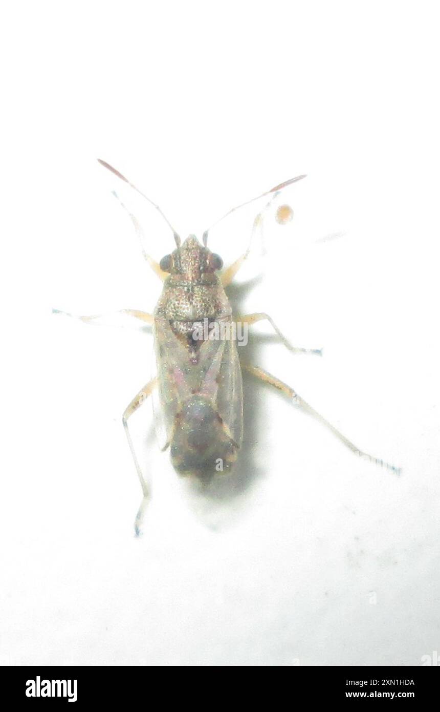 False chinch bugs (Nysius) Insecta Stock Photo - Alamy