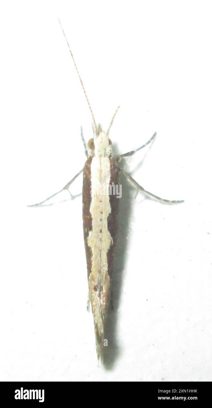 Diamondback Moth (Plutella xylostella) Insecta Stock Photo - Alamy
