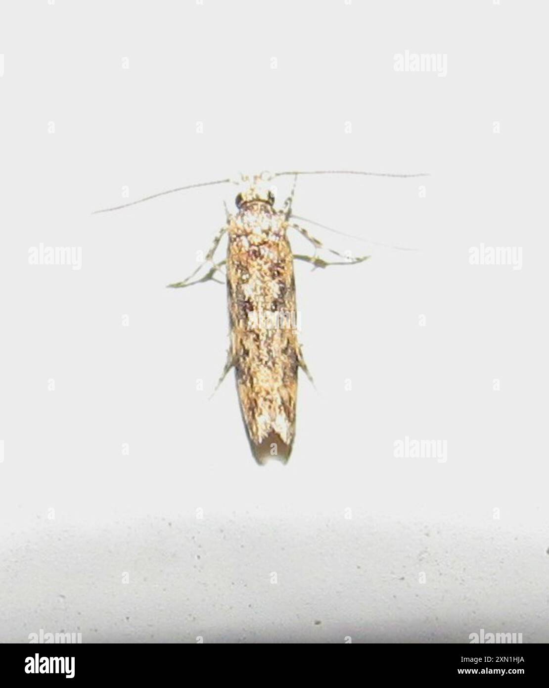 Curved-horn Moths (Gelechioidea) Insecta Stock Photo - Alamy