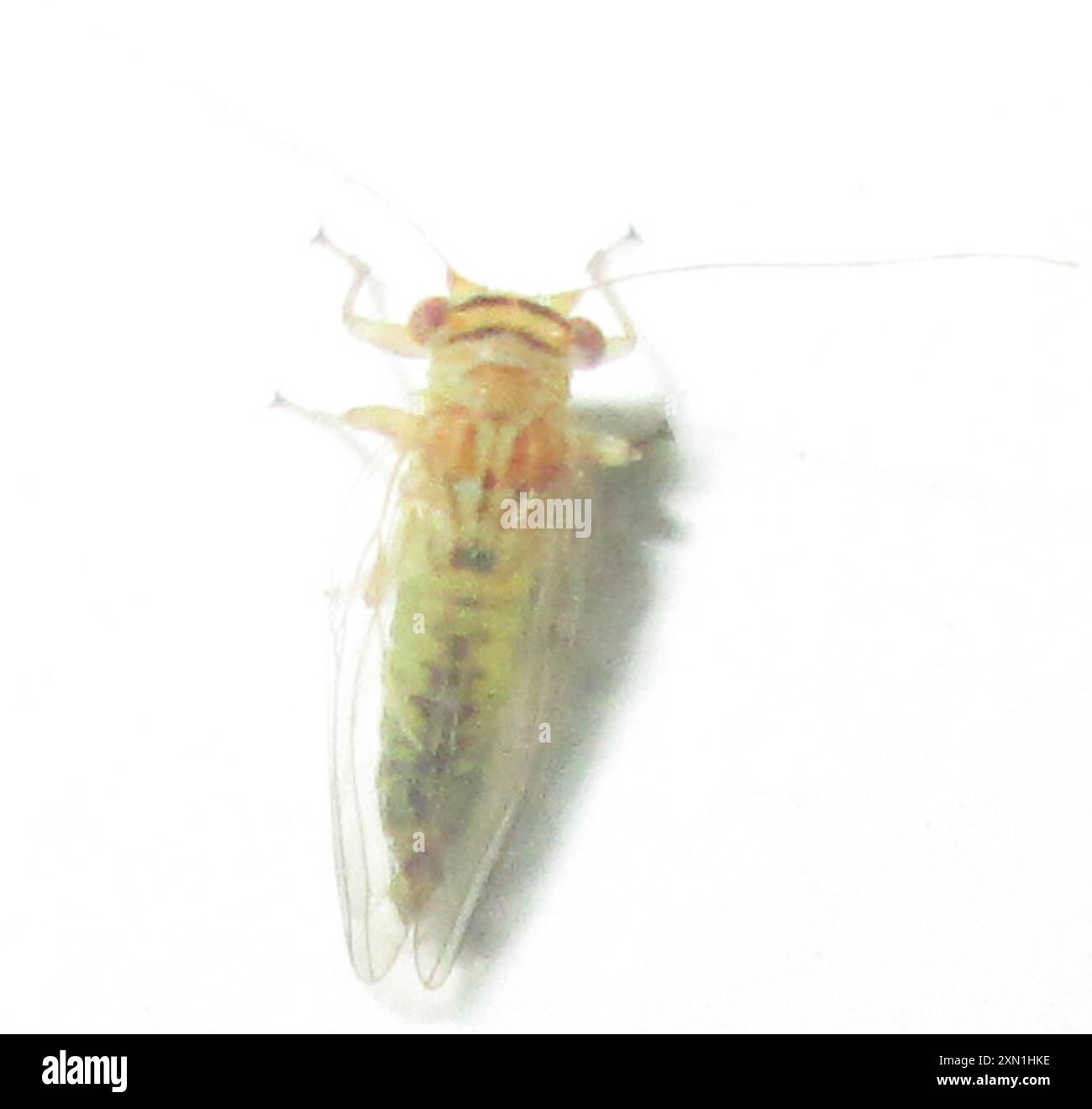 tipu psyllid (Platycorypha nigrivirga) Insecta Stock Photo - Alamy