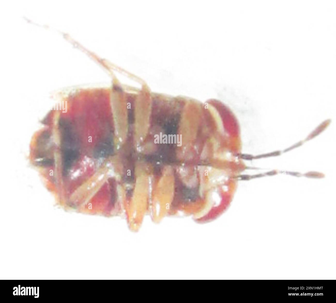 (Geocoris stellatus) Insecta Stock Photo - Alamy