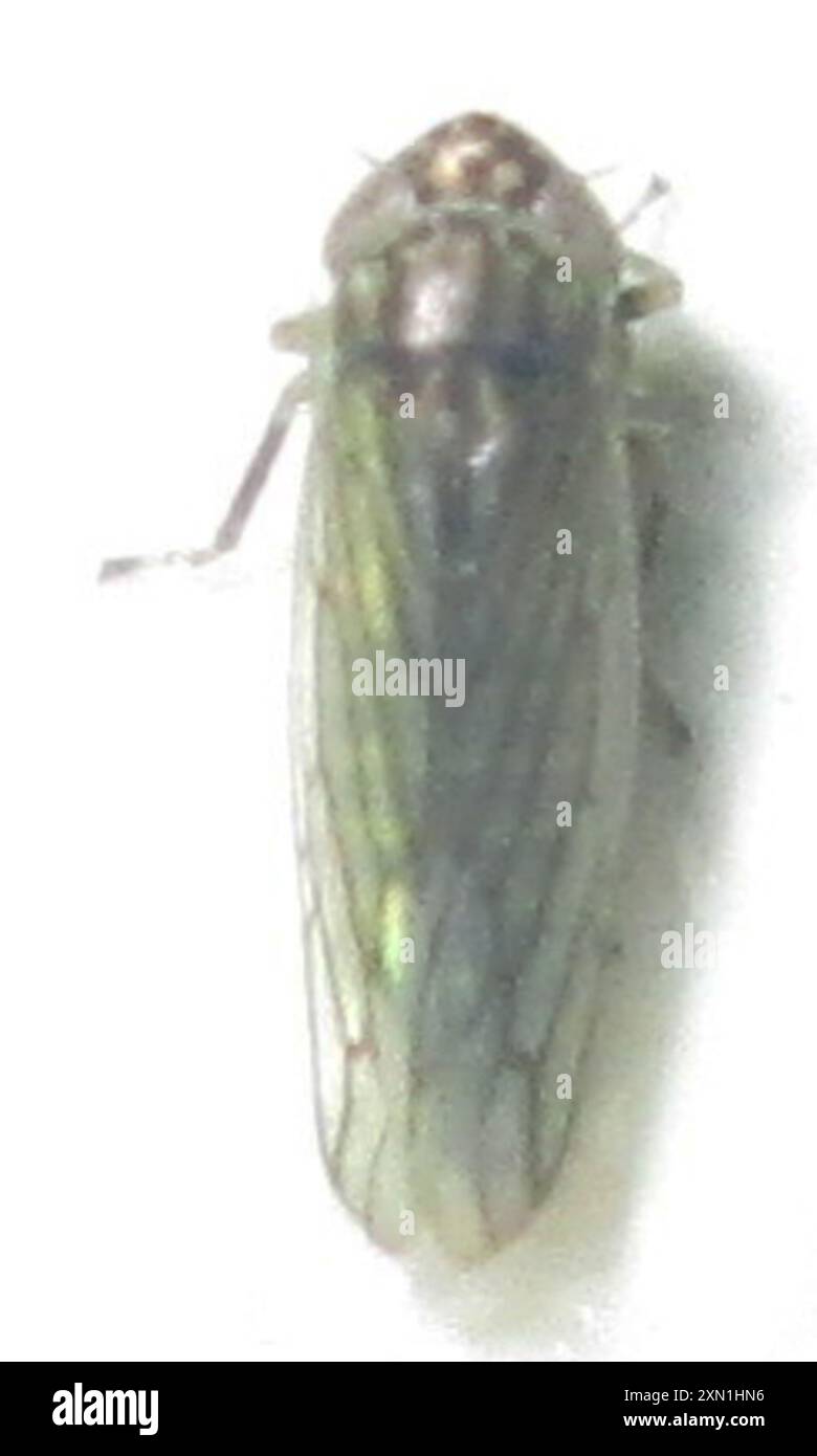 Typical Leafhoppers (Cicadellidae) Insecta Stock Photo - Alamy