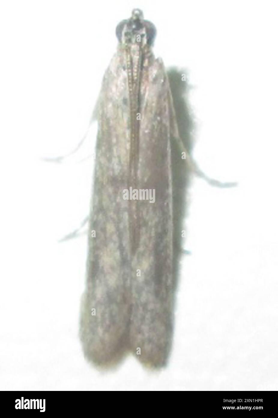 Knot-horn Moths (Phycitinae) Insecta Stock Photo - Alamy