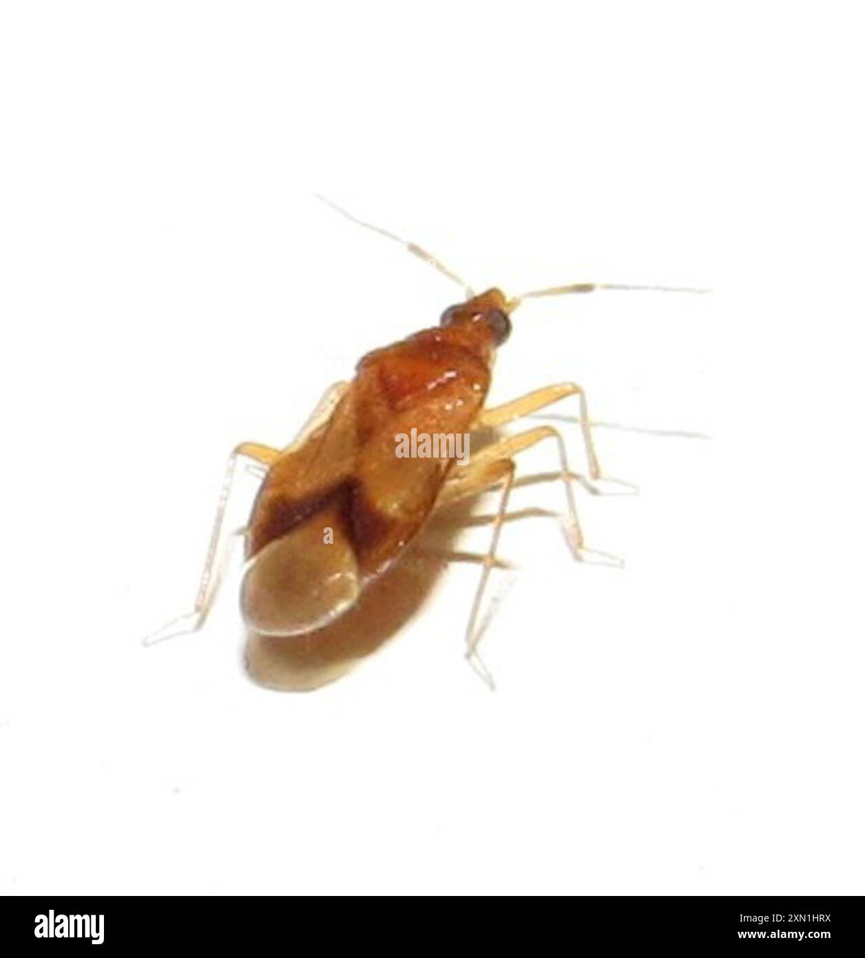 Minute pirate bugs (Anthocoridae) Insecta Stock Photo - Alamy