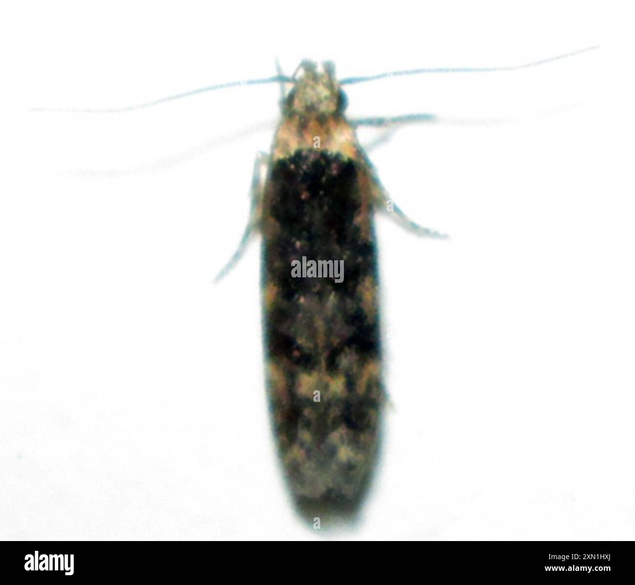 Curved-horn Moths (Gelechioidea) Insecta Stock Photo - Alamy