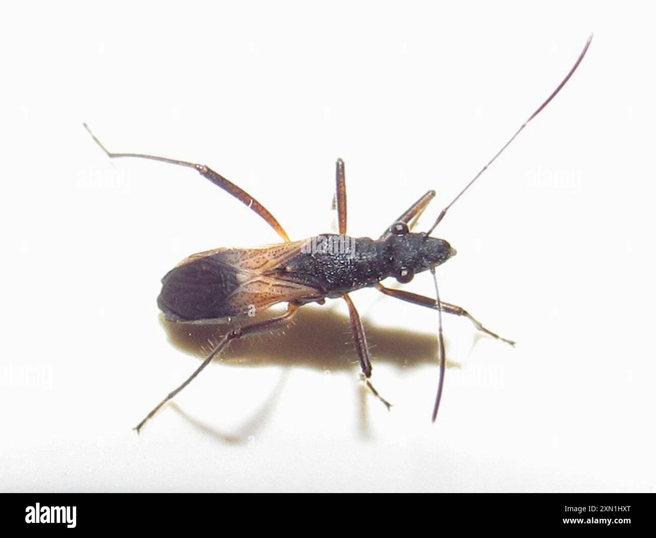 Cydamus hi-res stock photography and images - Alamy