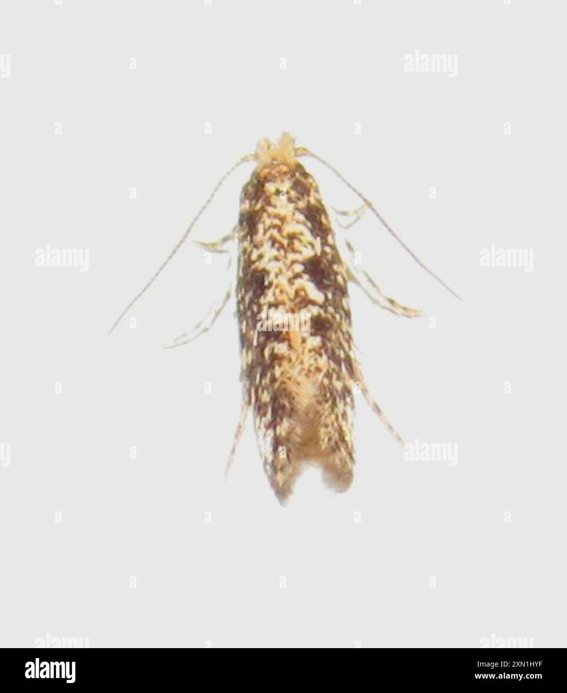 Fungus Moths, Clothes Moths, & Allies (Tineidae) Insecta Stock Photo ...