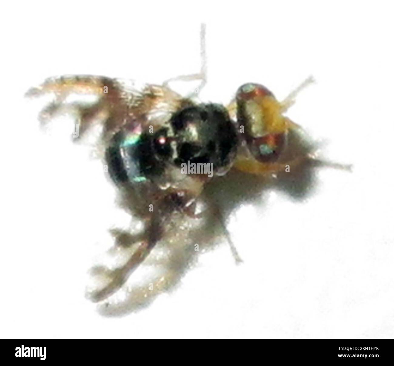 Cucurbit Fruit Flies (Dacinae) Insecta Stock Photo - Alamy