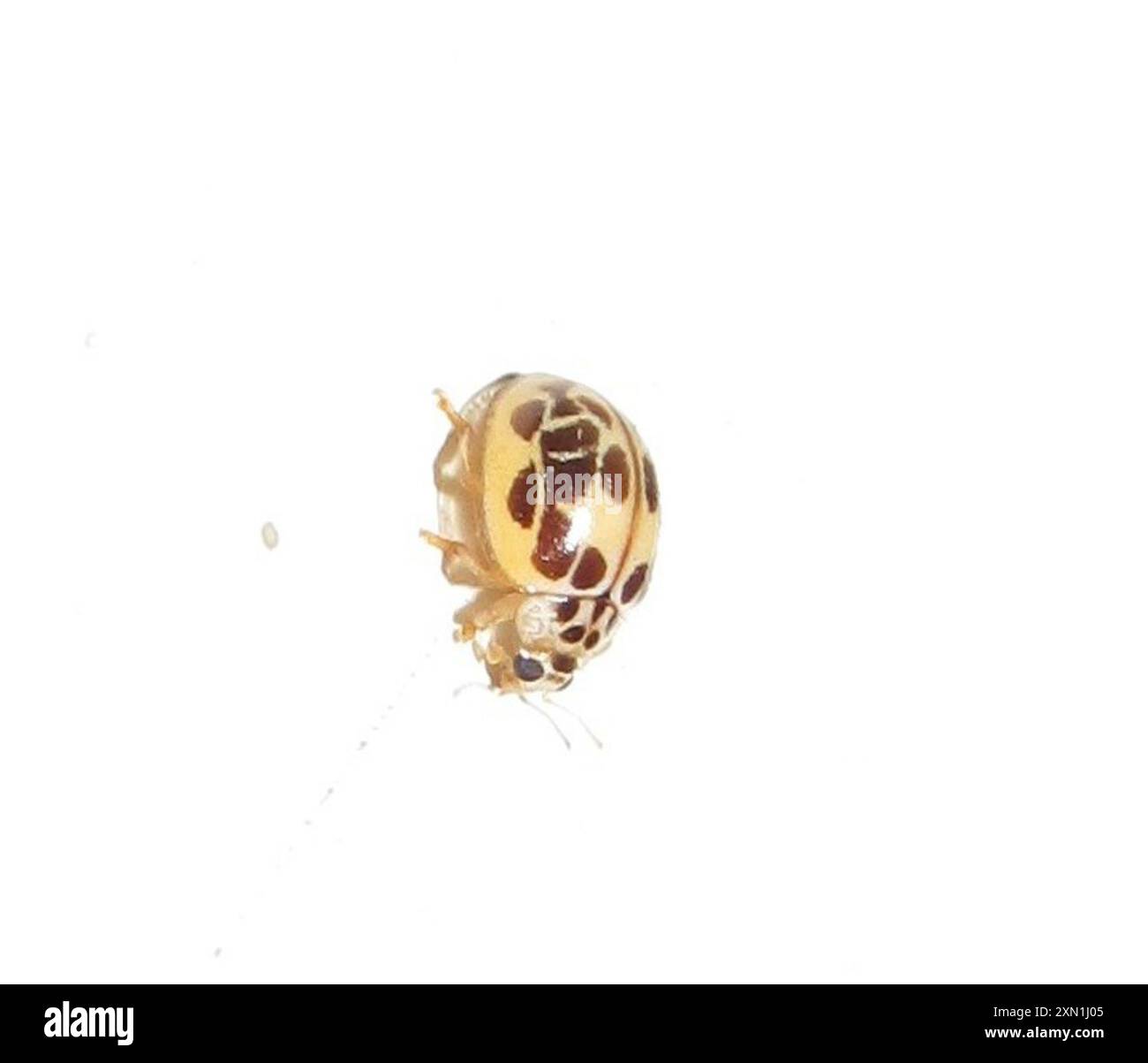 Fungus-eating Lady Beetles (Psyllobora) Insecta Stock Photo - Alamy