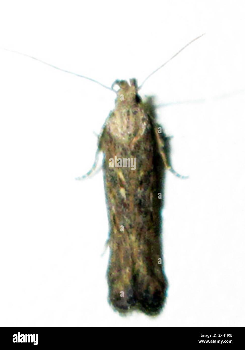 Twirler Moths (Gelechiidae) Insecta Stock Photo - Alamy