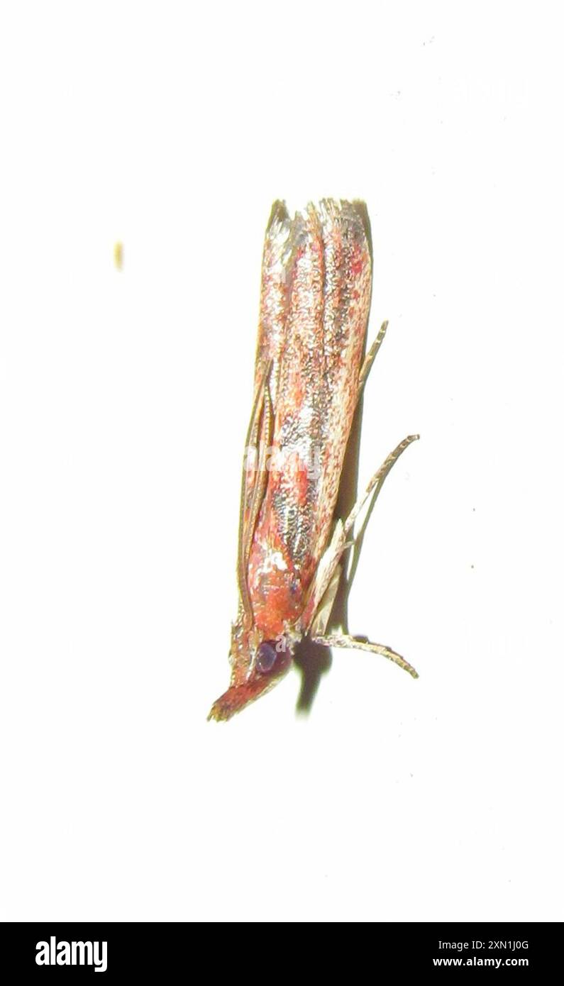 Knot-horn Moths (Phycitinae) Insecta Stock Photo - Alamy