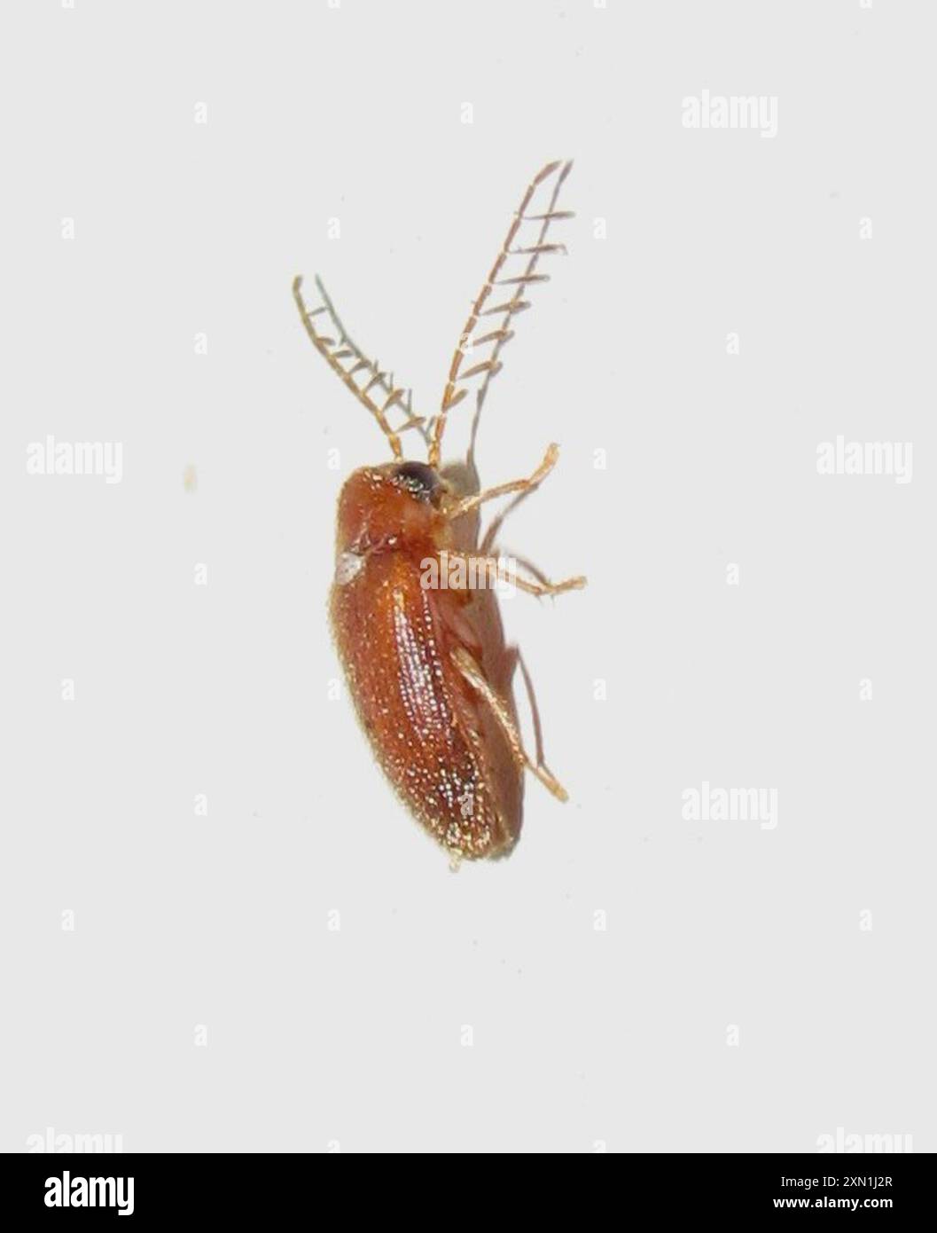 Toe-winged Beetles (Ptilodactylidae) Insecta Stock Photo - Alamy