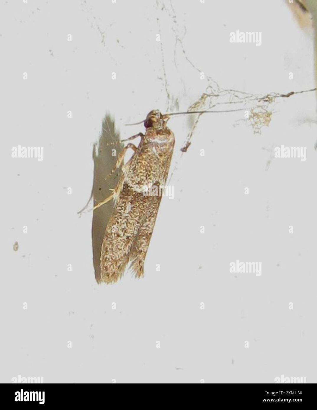 Blastobasid Moths (Blastobasidae) Insecta Stock Photo - Alamy