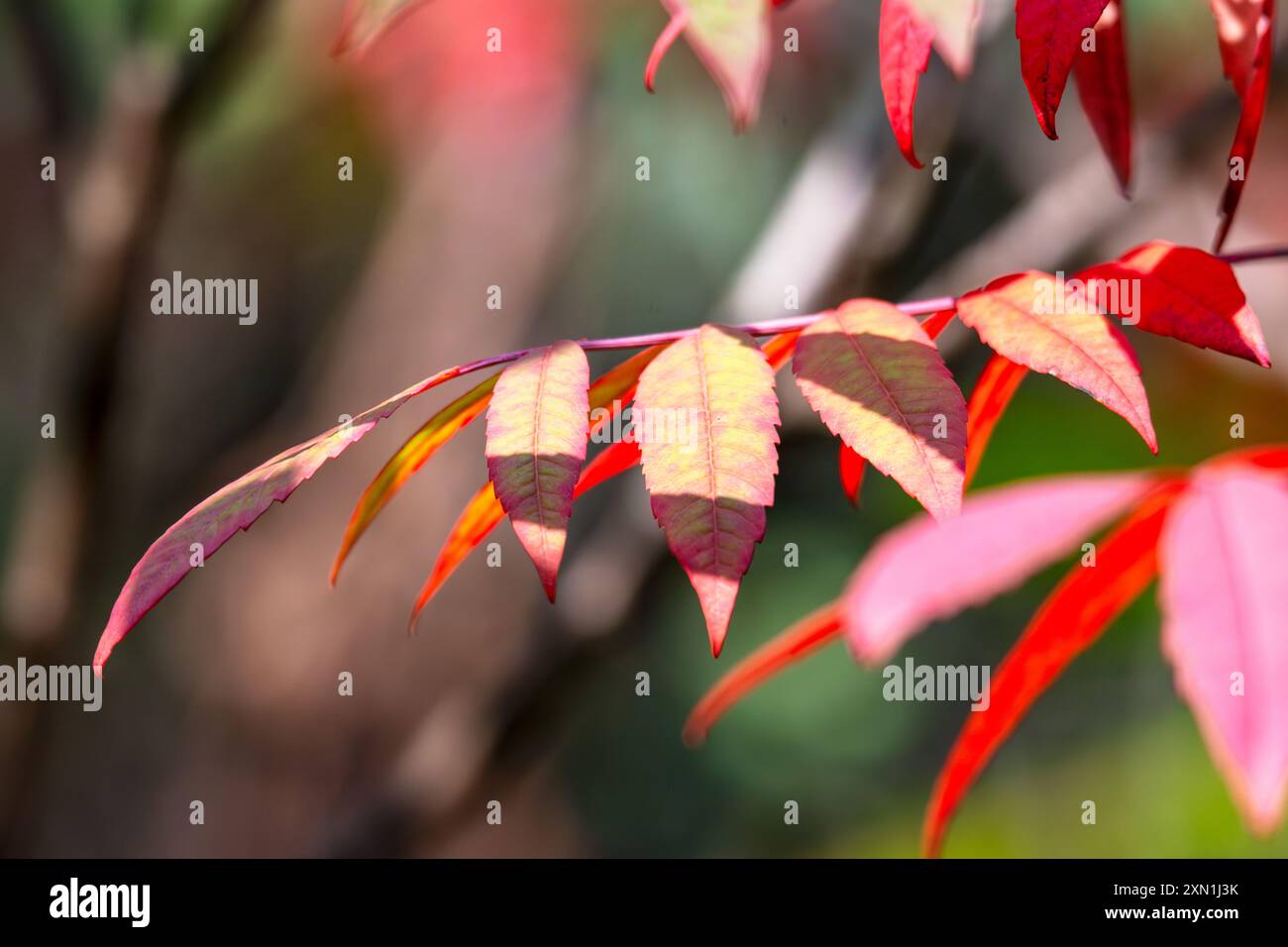 Red sumac leaves pop in a dramatic red in the fall Stock Photo - Alamy