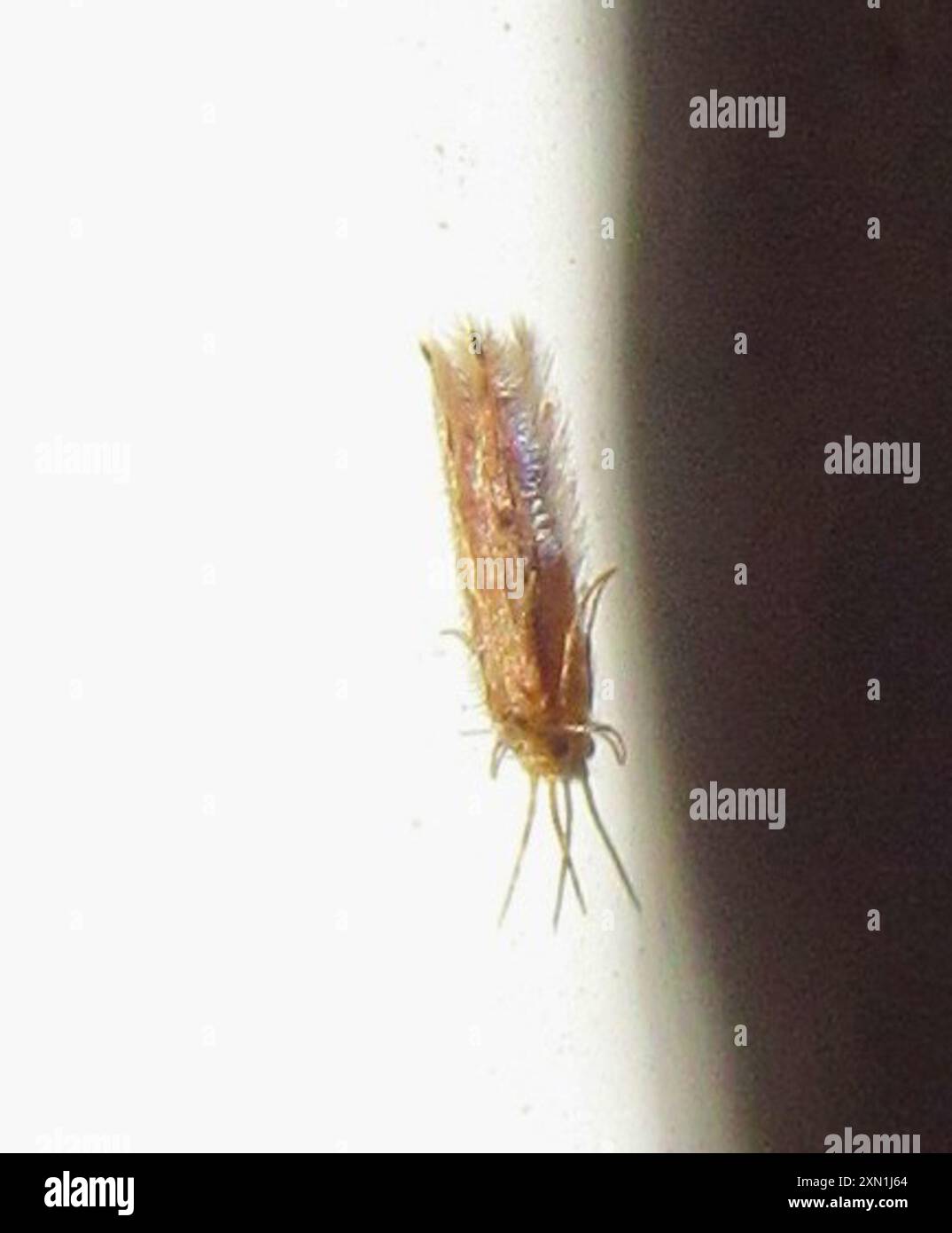 Microcaddisflies hi-res stock photography and images - Alamy