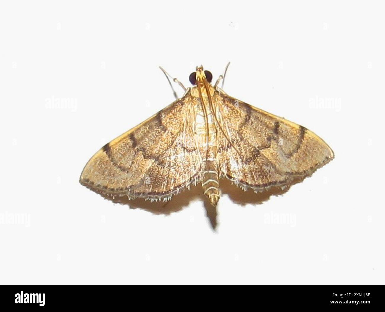 Bean-leaf Webworm Moth (Omiodes indicata) Insecta Stock Photo - Alamy