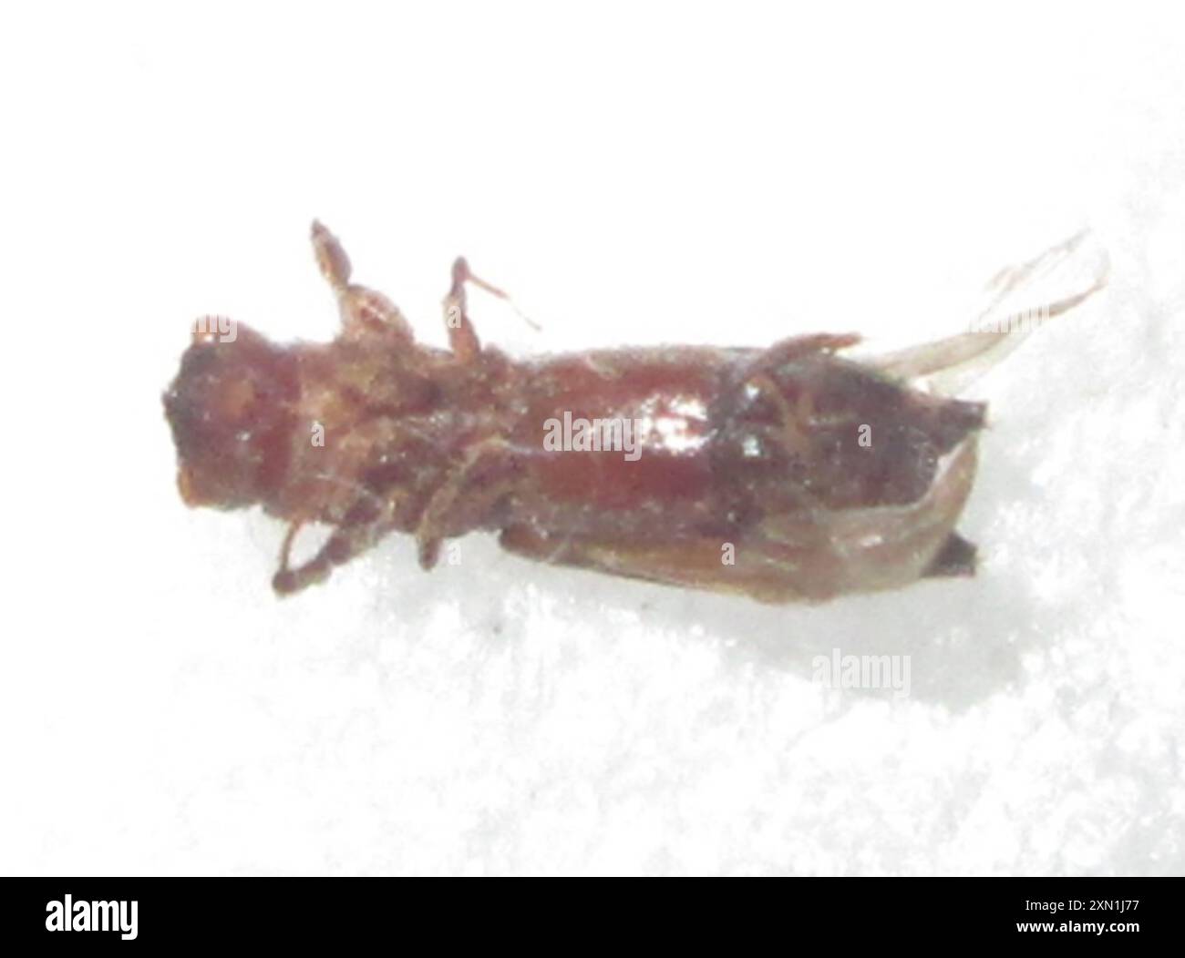 Pinhole Borer Beetles (Platypodinae) Insecta Stock Photo - Alamy