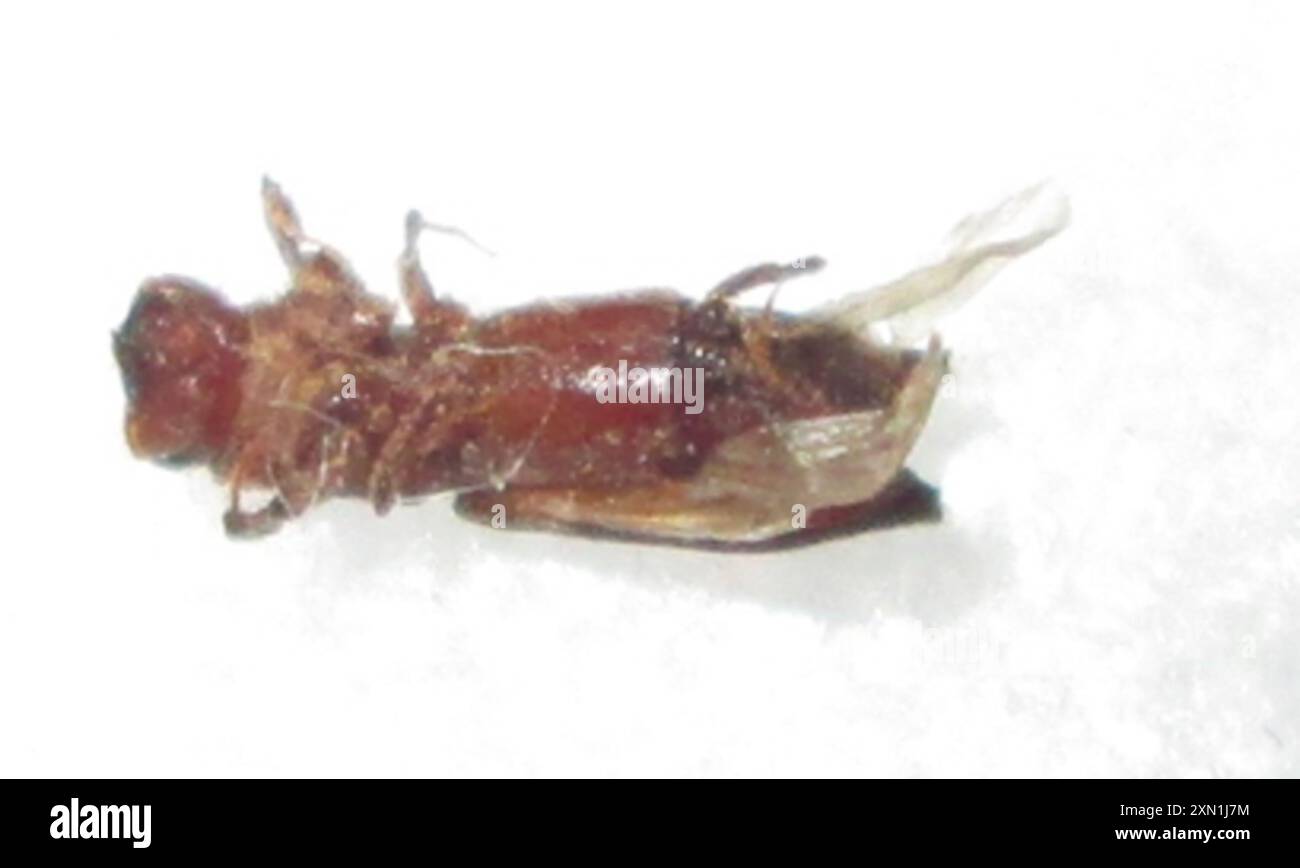 Pinhole Borer Beetles (Platypodinae) Insecta Stock Photo - Alamy