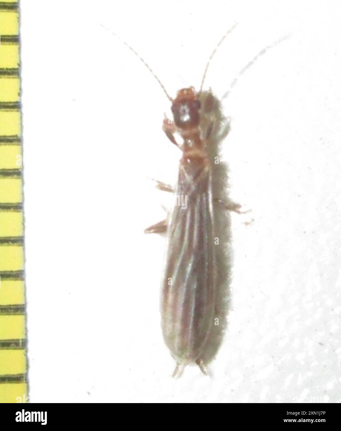 Webspinners (Embioptera) Insecta Stock Photo - Alamy