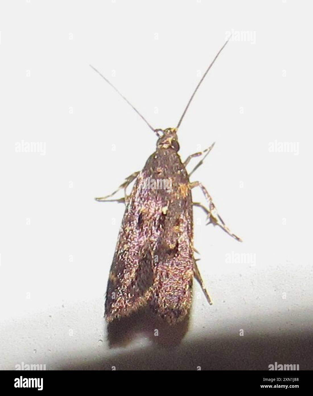 Curved-horn Moths (Gelechioidea) Insecta Stock Photo - Alamy