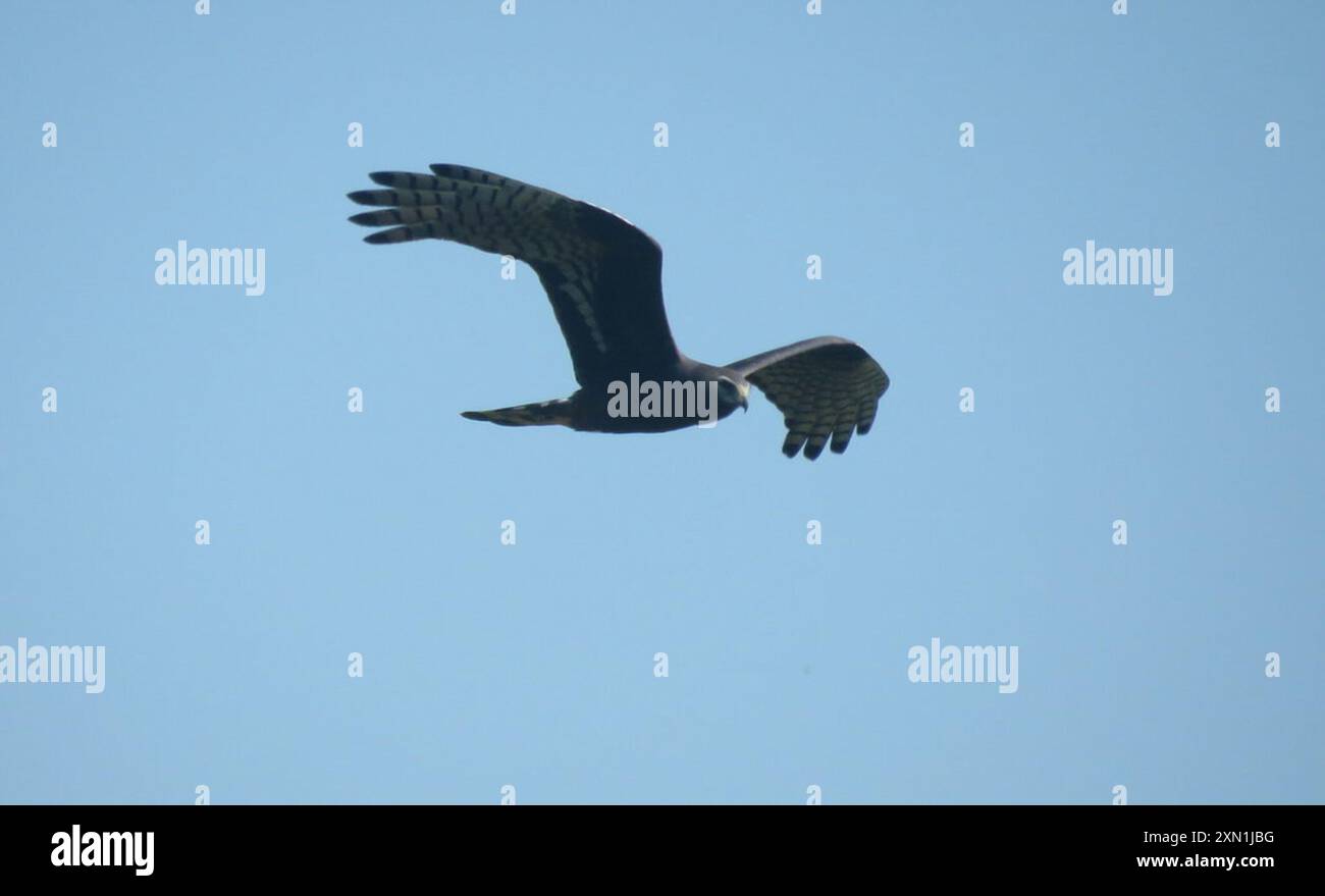 Long-winged Harrier (Circus buffoni) Aves Stock Photo - Alamy