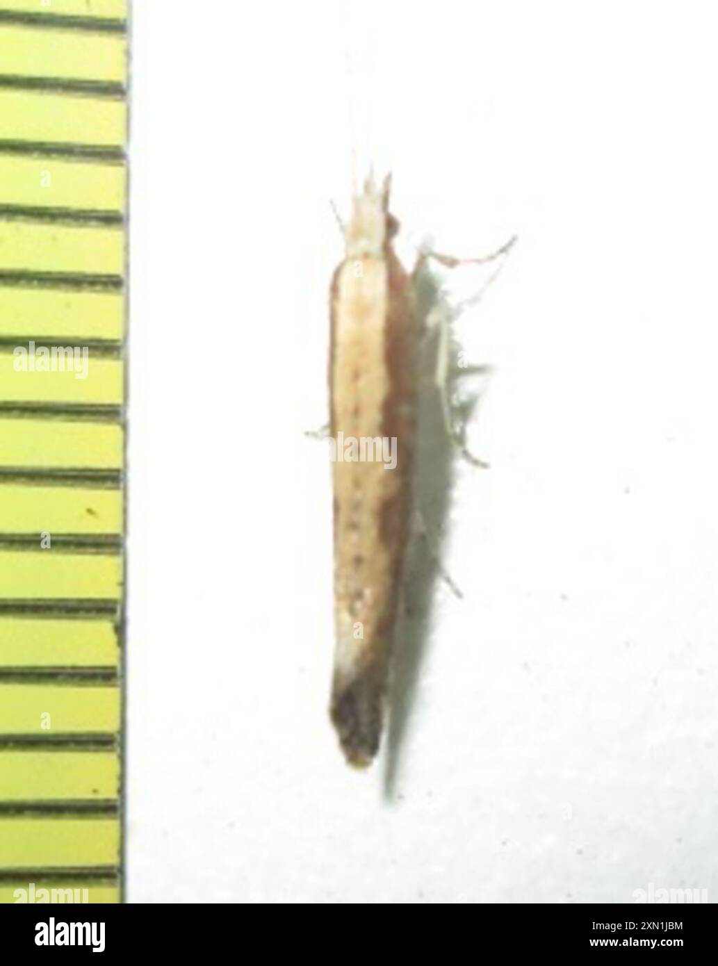 Diamondback Moth (Plutella xylostella) Insecta Stock Photo - Alamy