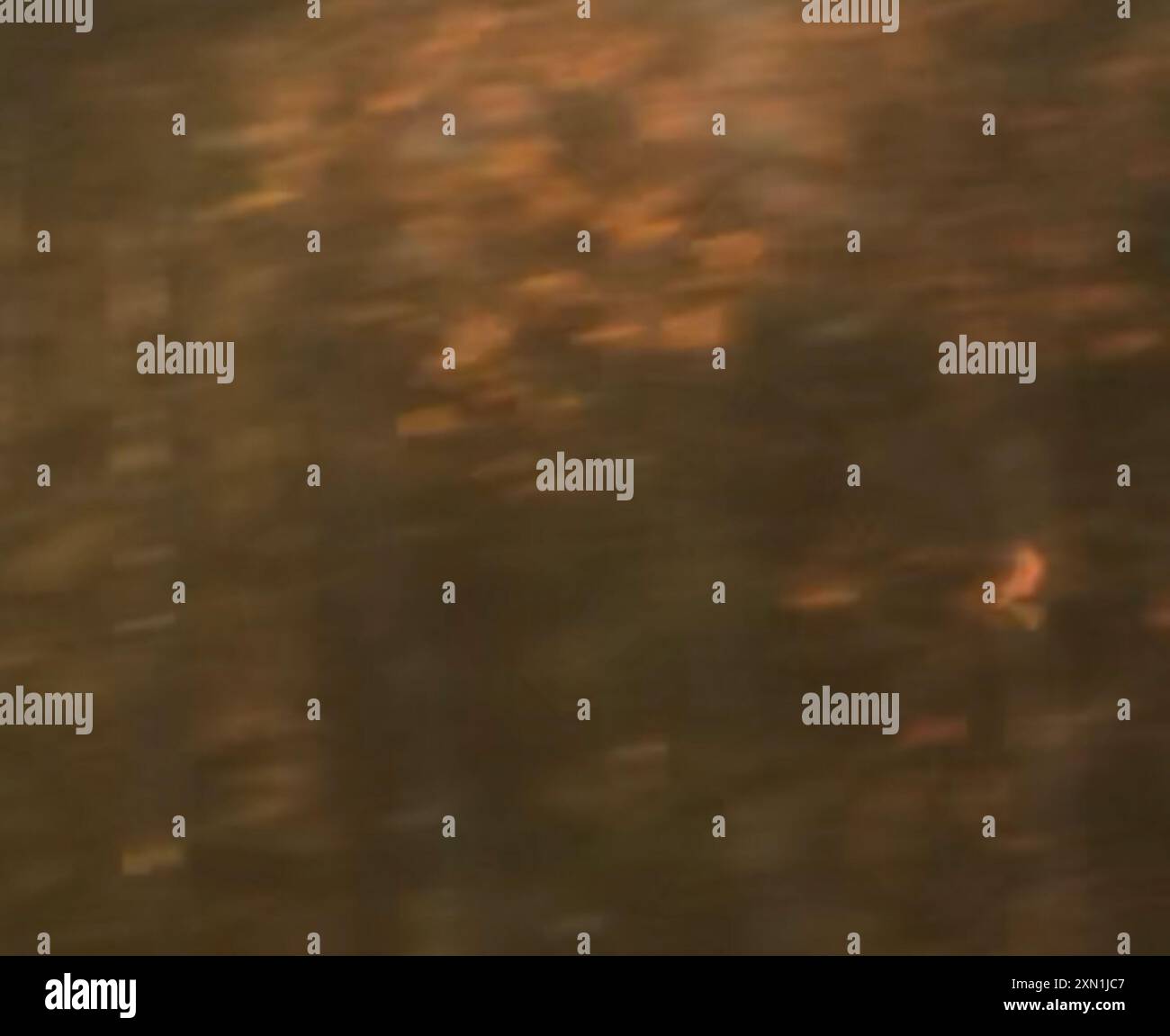 Eastern Red Bat (Lasiurus borealis) Mammalia Stock Photo - Alamy