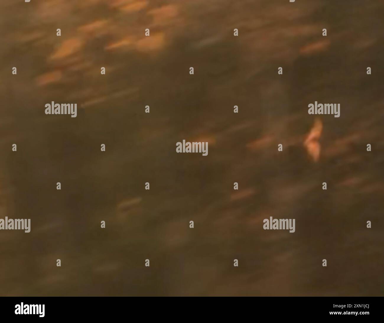 Eastern Red Bat (Lasiurus borealis) Mammalia Stock Photo - Alamy