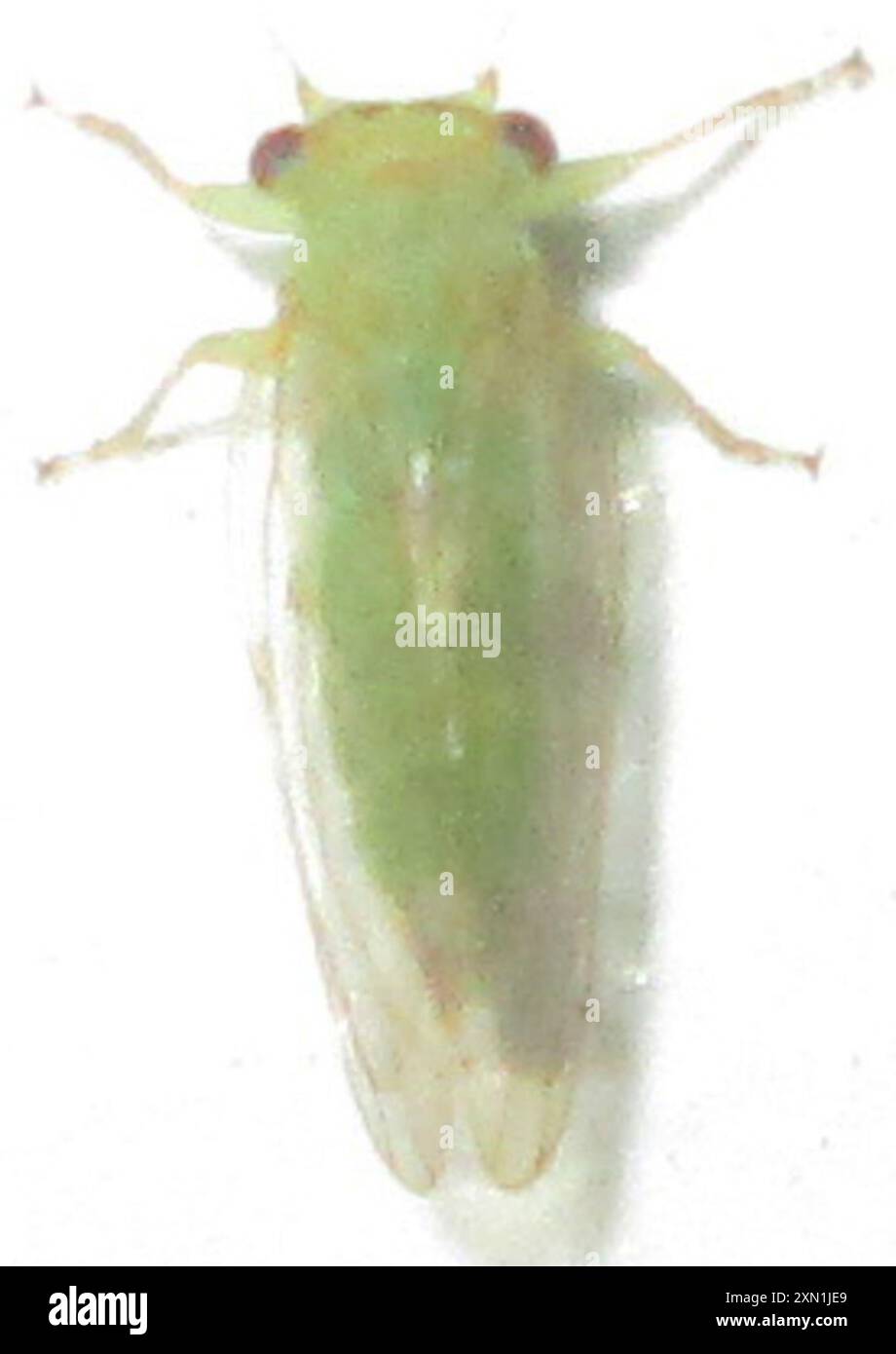 tipu psyllid (Platycorypha nigrivirga) Insecta Stock Photo - Alamy