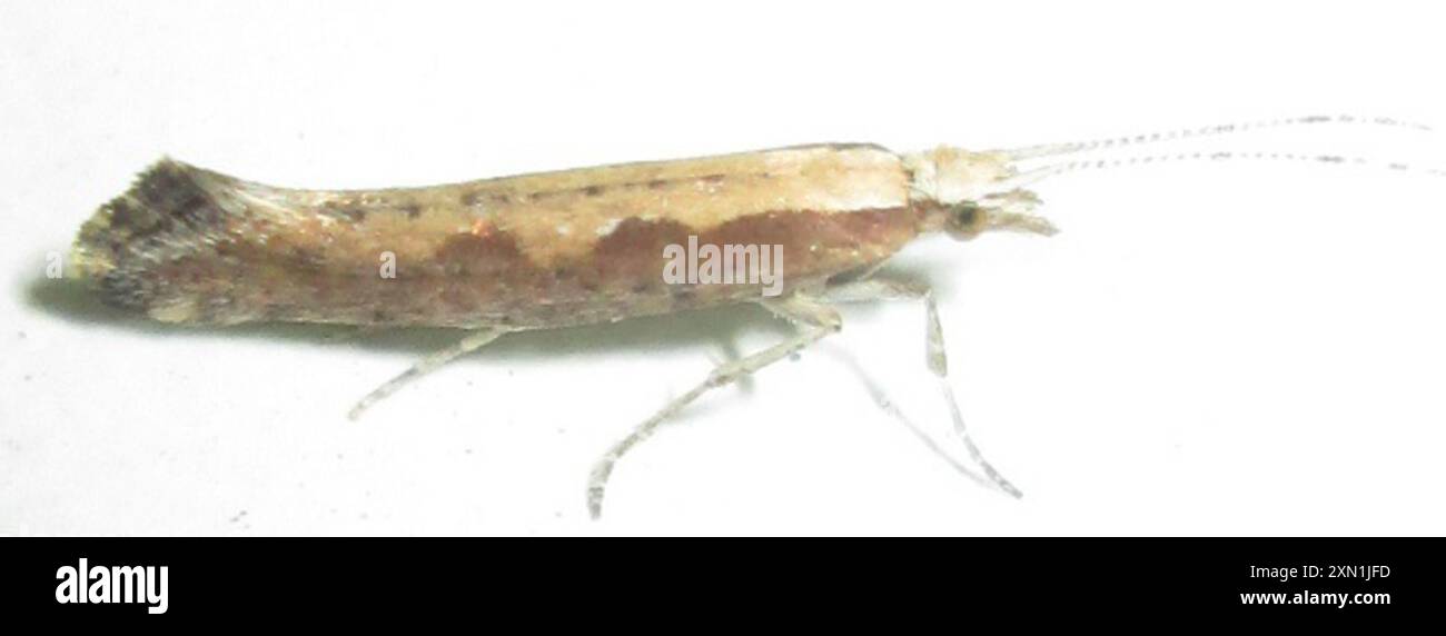 Diamondback Moth (Plutella xylostella) Insecta Stock Photo - Alamy