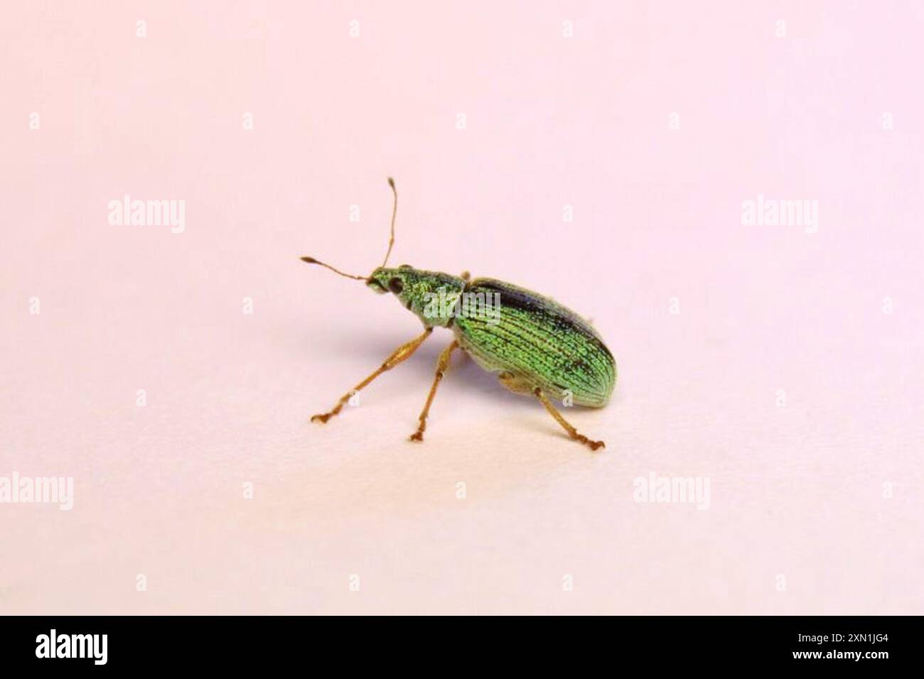 Green Immigrant Leaf Weevil (Polydrusus formosus) Insecta Stock Photo ...