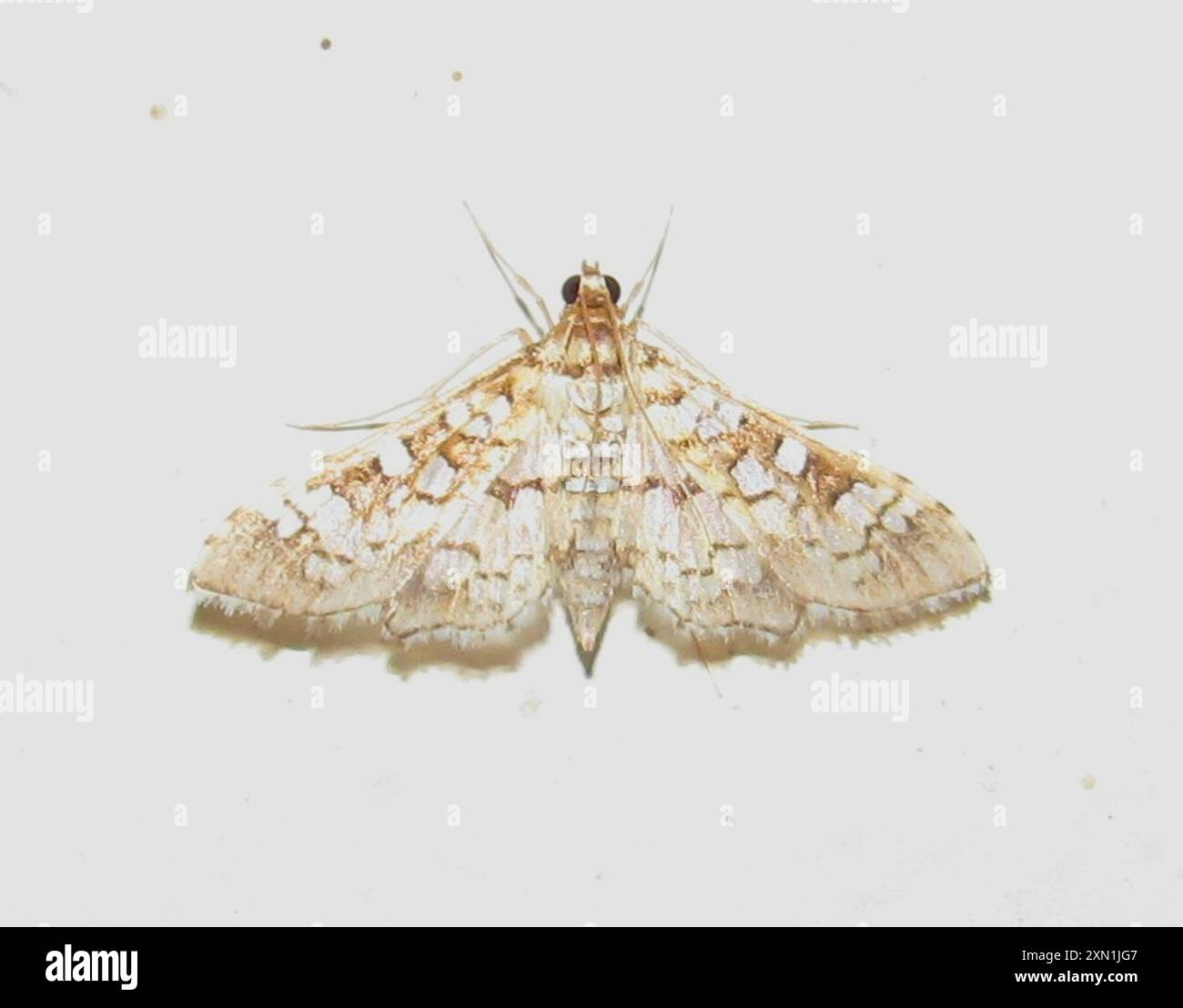 Assembly Moth (Samea ecclesialis) Insecta Stock Photo - Alamy