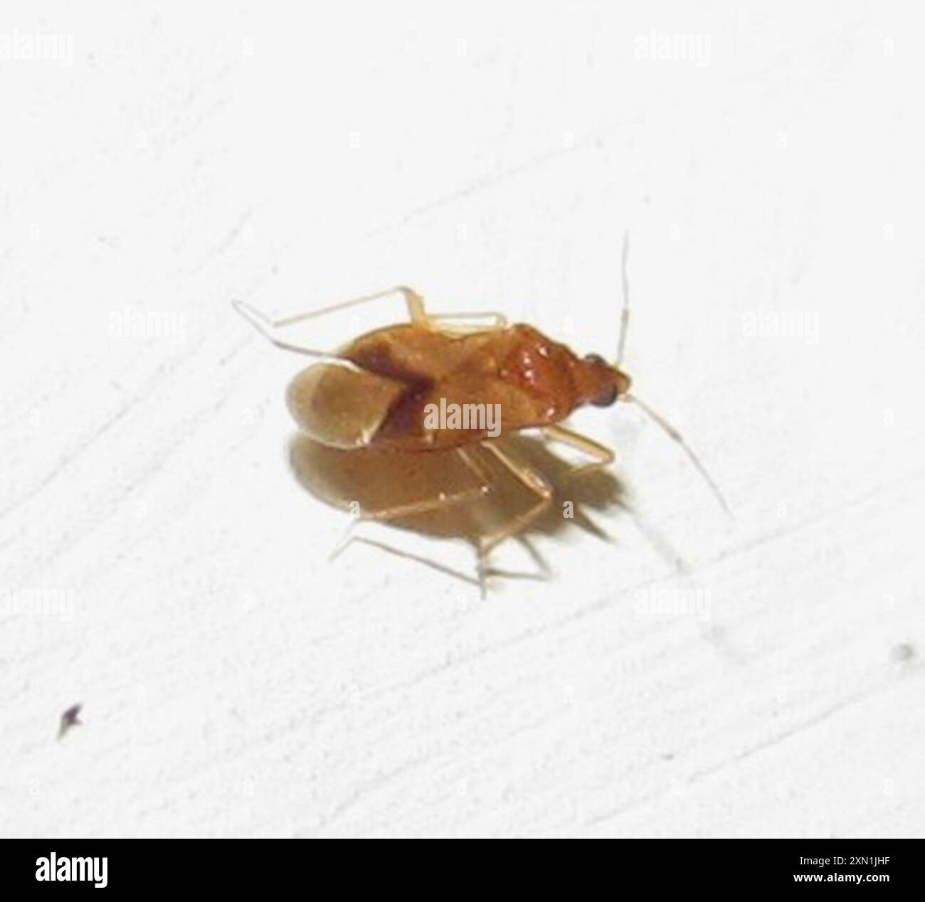 Minute pirate bugs (Anthocoridae) Insecta Stock Photo - Alamy
