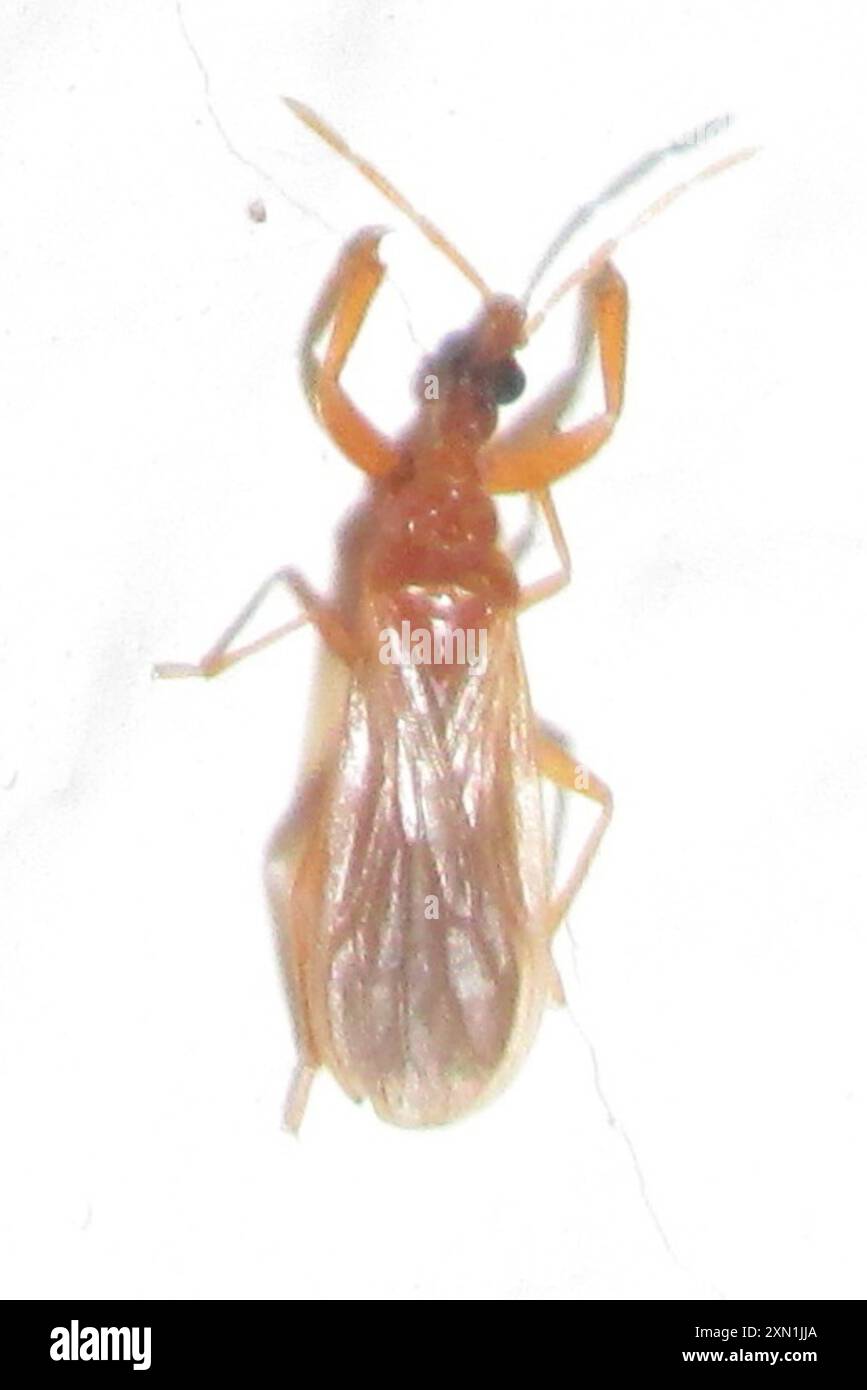 Gnat Bugs (Enicocephalidae) Insecta Stock Photo - Alamy