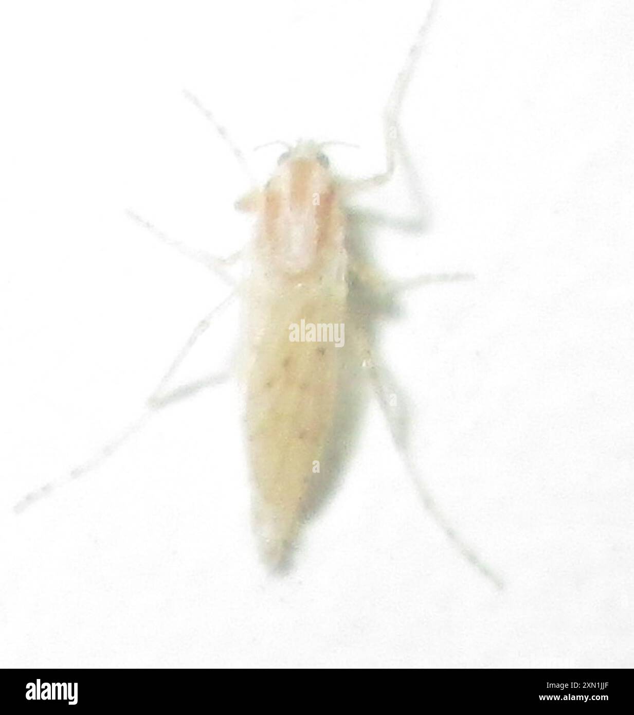 Phantom midges hi-res stock photography and images - Alamy