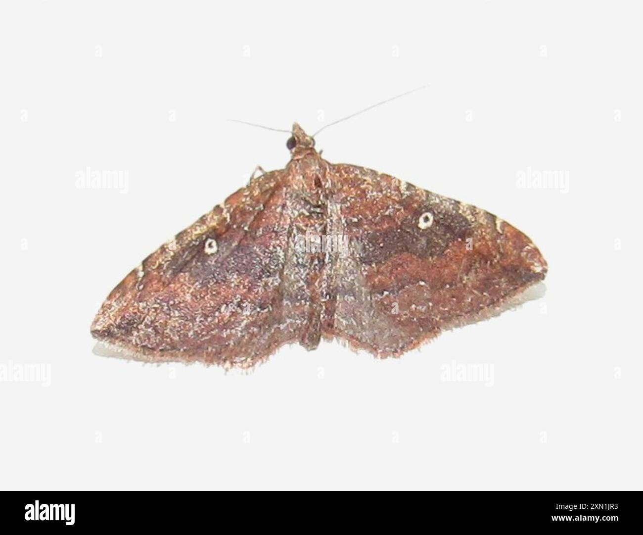 Gem Moth (Orthonama obstipata) Insecta Stock Photo - Alamy