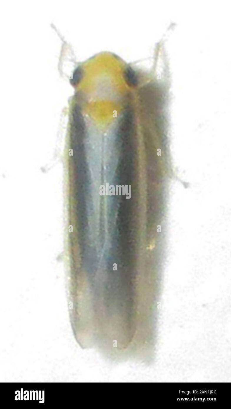 Maize Leafhopper (Cicadulina mbila) Insecta Stock Photo - Alamy