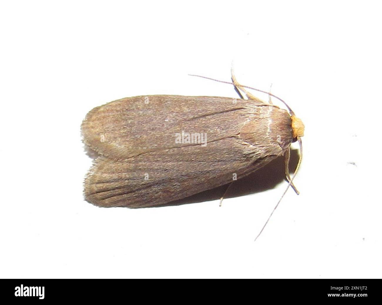 Lesser wax moth Cut Out Stock Images & Pictures - Alamy