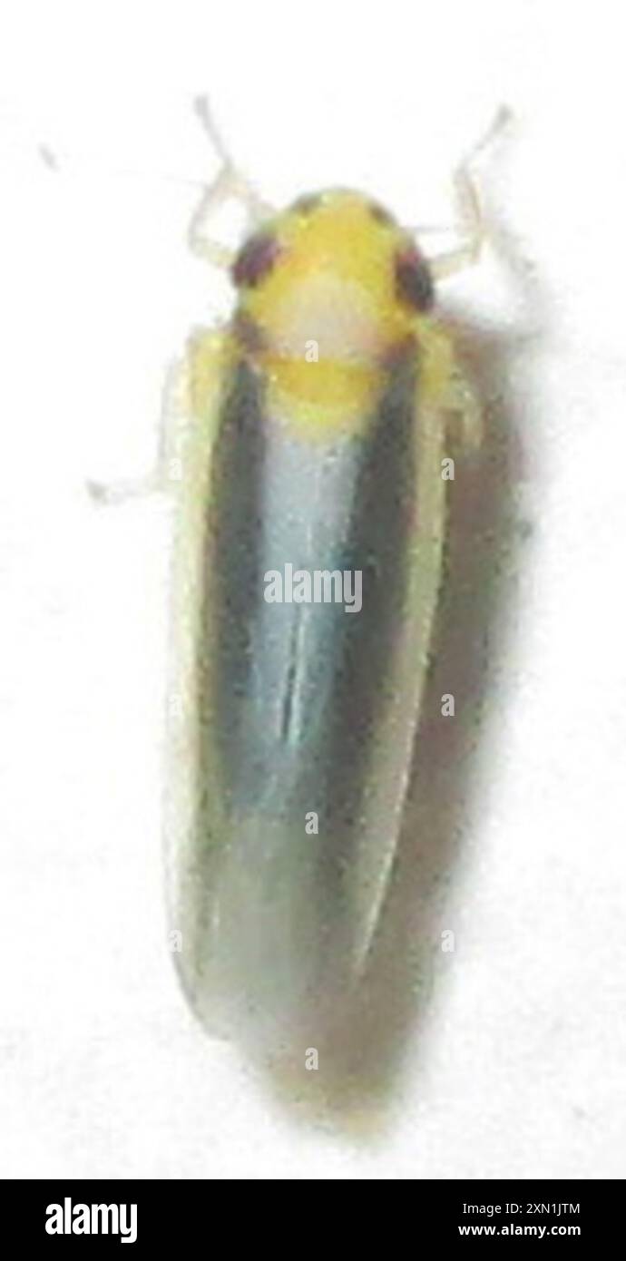 Maize Leafhopper (Cicadulina mbila) Insecta Stock Photo - Alamy