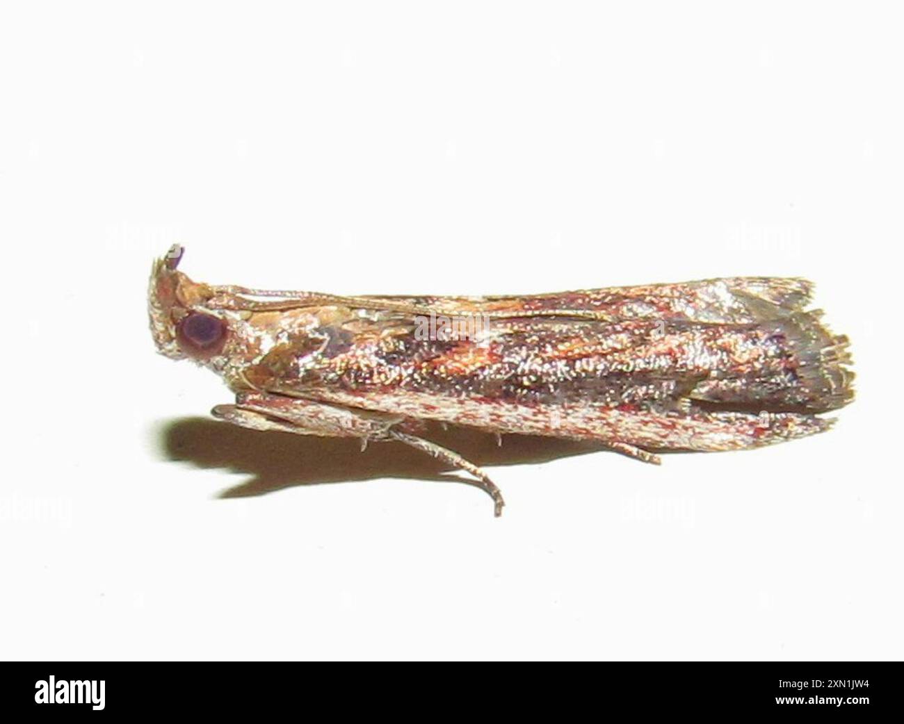 Knot-horn Moths (Phycitinae) Insecta Stock Photo - Alamy