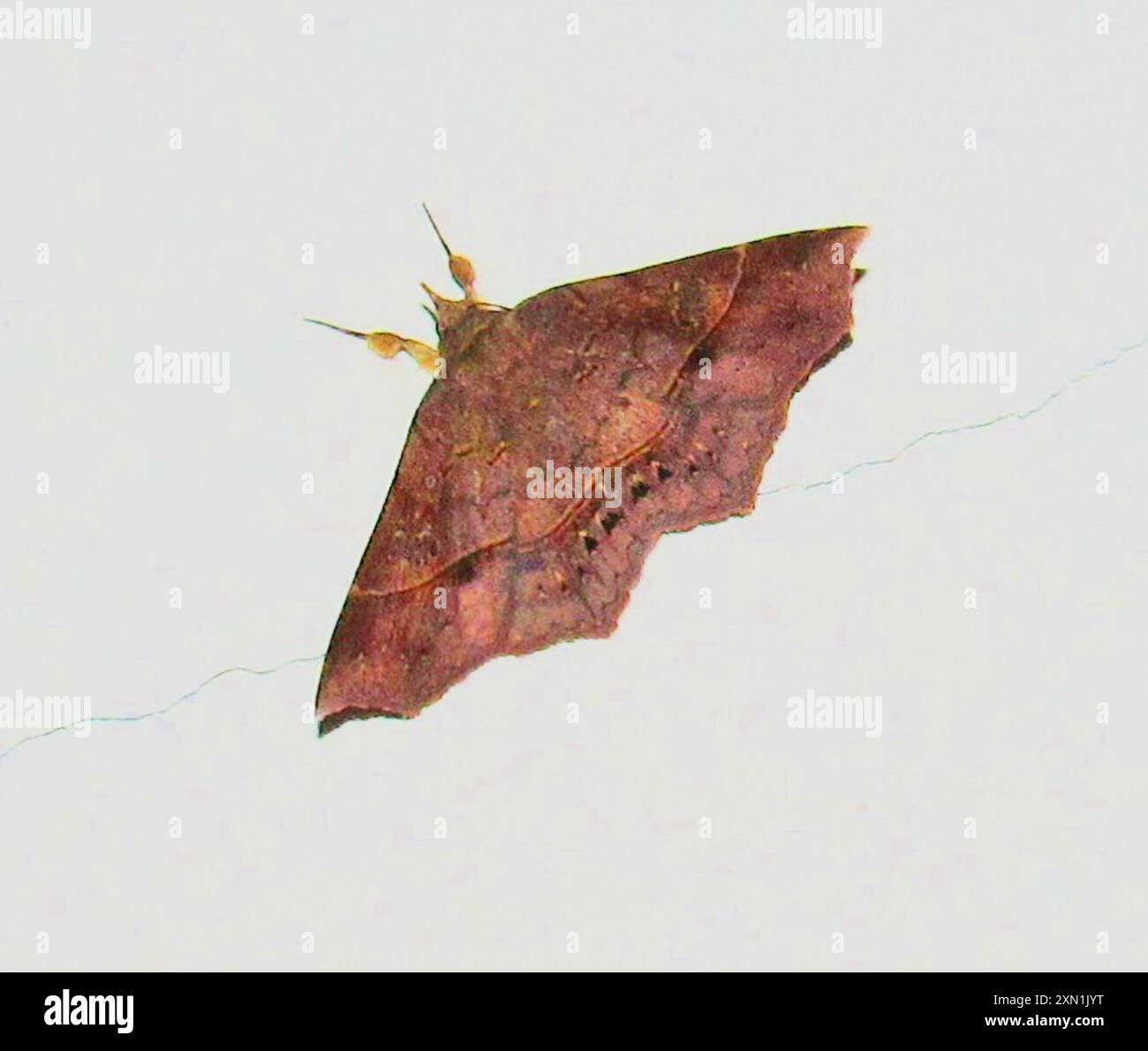 Underwing, Tiger, Tussock, and Allied Moths (Erebidae) Insecta Stock ...