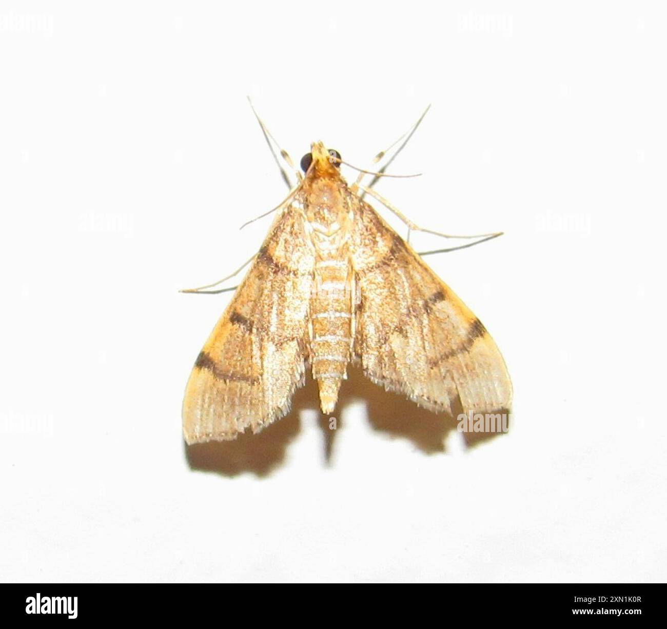 Bean-leaf Webworm Moth (Omiodes indicata) Insecta Stock Photo - Alamy