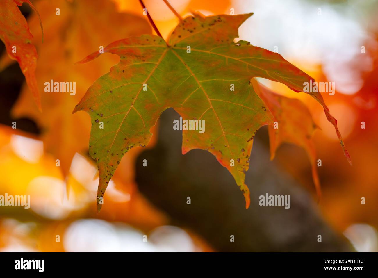 Maple leaves on a tree in September in Wisconsin Stock Photo - Alamy