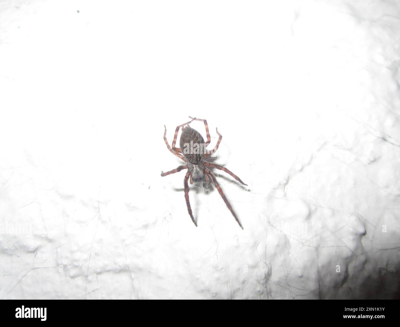Badumna longinqua hi-res stock photography and images - Alamy