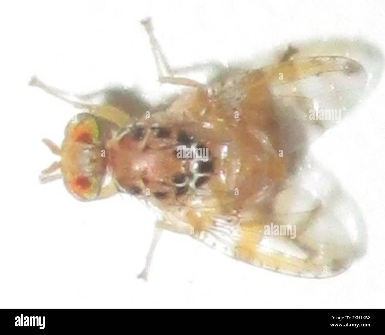 Marula Fruit Fly (Ceratitis cosyra) Insecta Stock Photo - Alamy