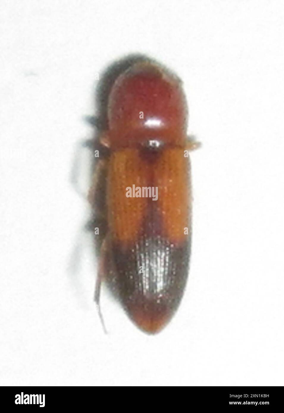 Click Beetles (Elateridae) Insecta Stock Photo - Alamy