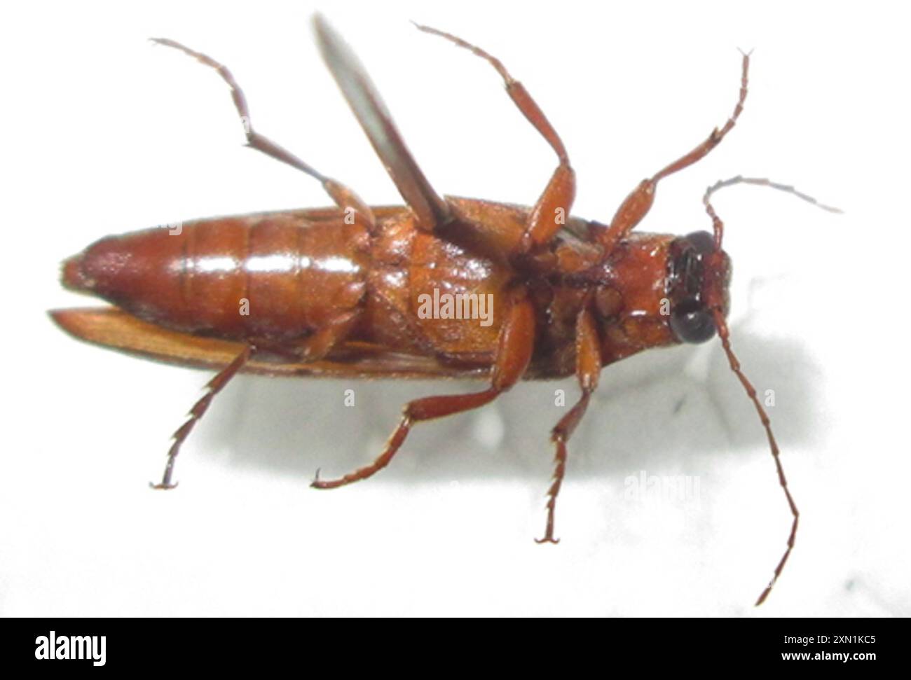 Click Beetles (Elateridae) Insecta Stock Photo - Alamy