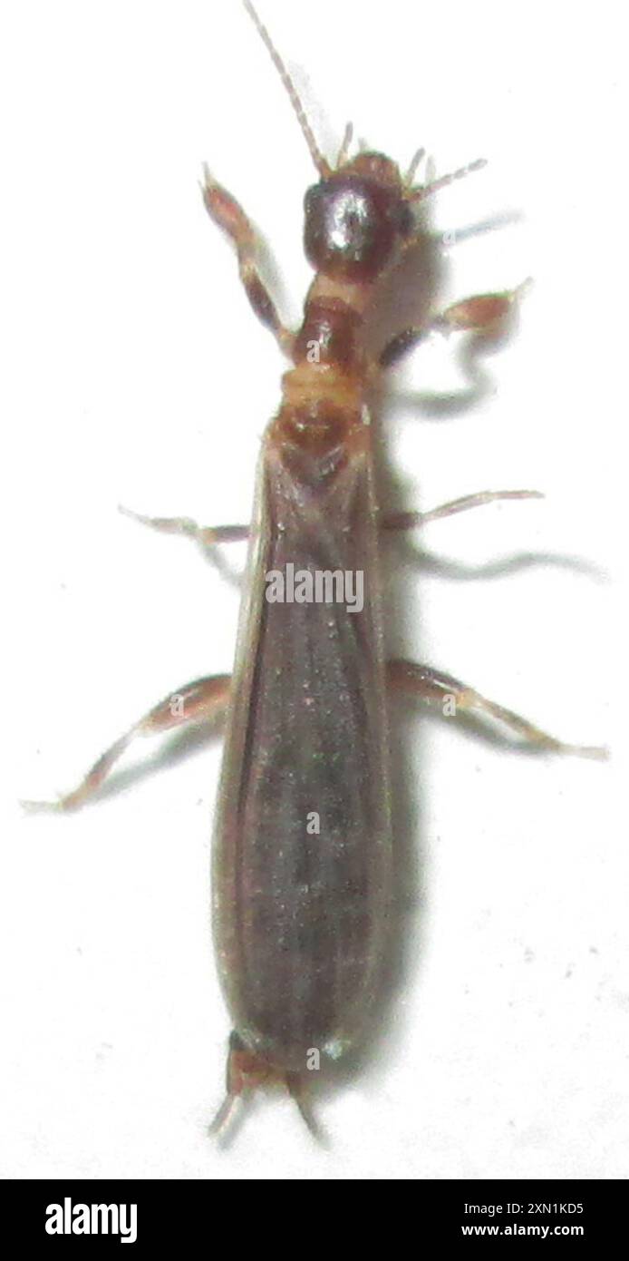 Webspinners (Embioptera) Insecta Stock Photo - Alamy