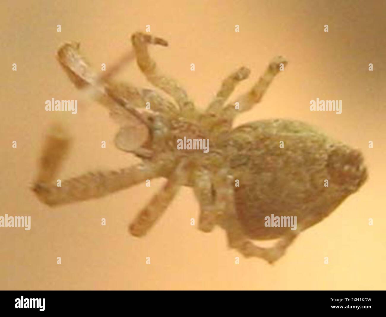 Feather-legged Spiders (Uloborus) Arachnida Stock Photo - Alamy