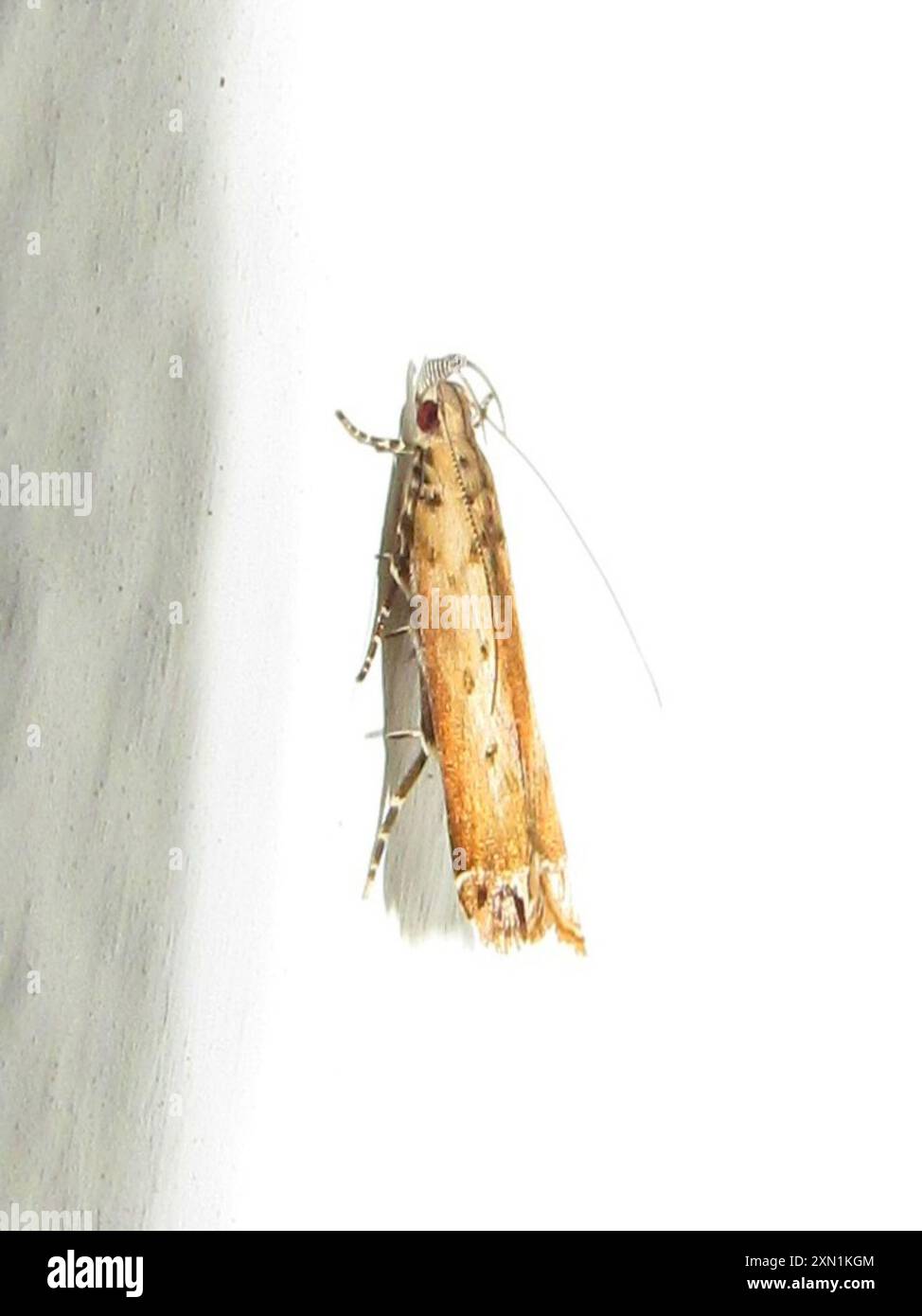 Curved-horn Moths (Gelechioidea) Insecta Stock Photo - Alamy